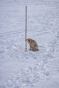 He Was Freezing at –12°C Beside the Ice—Until Someone Waited Long ...